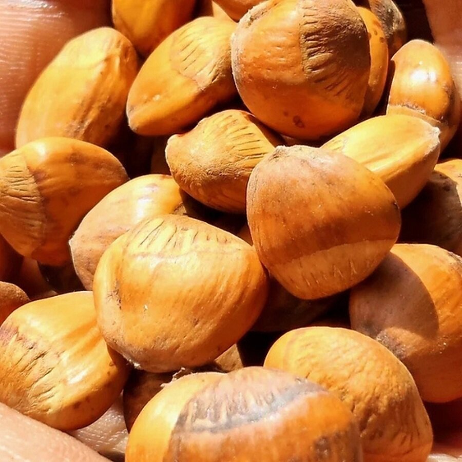 Семена Deodar SEEDS COMPANY Дикий гималайский фундук 10 шт.