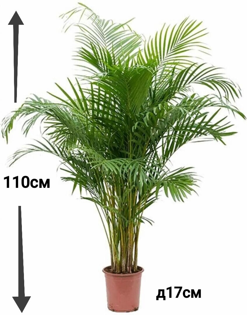Пальма Арека Дипсис D17, 110 см в высоту живое растение