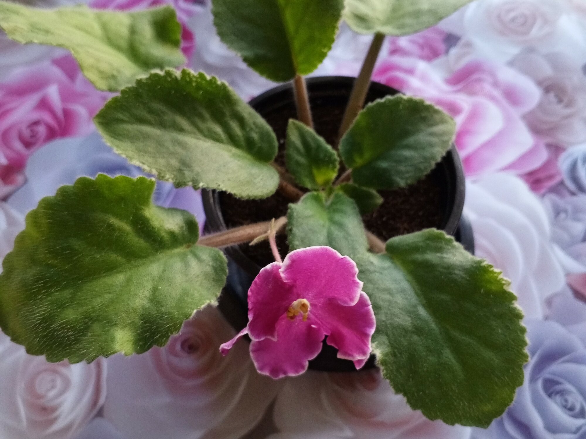 Живые растение в горшке/Фиалки сортовые/Комнатное растения/ Декоративно цветущие