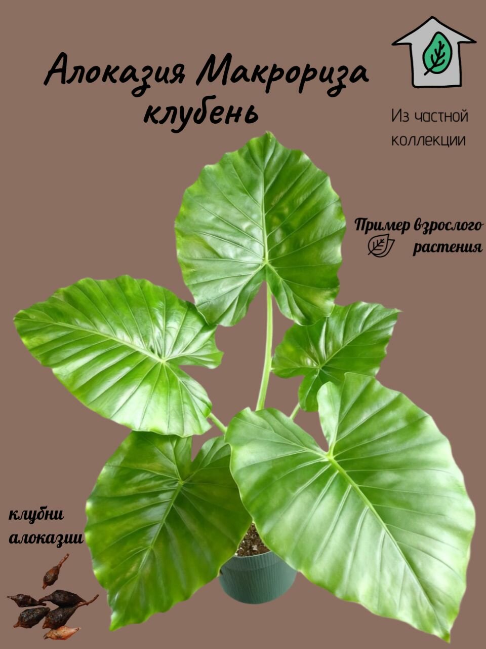 Алоказия Макрориза / клубень