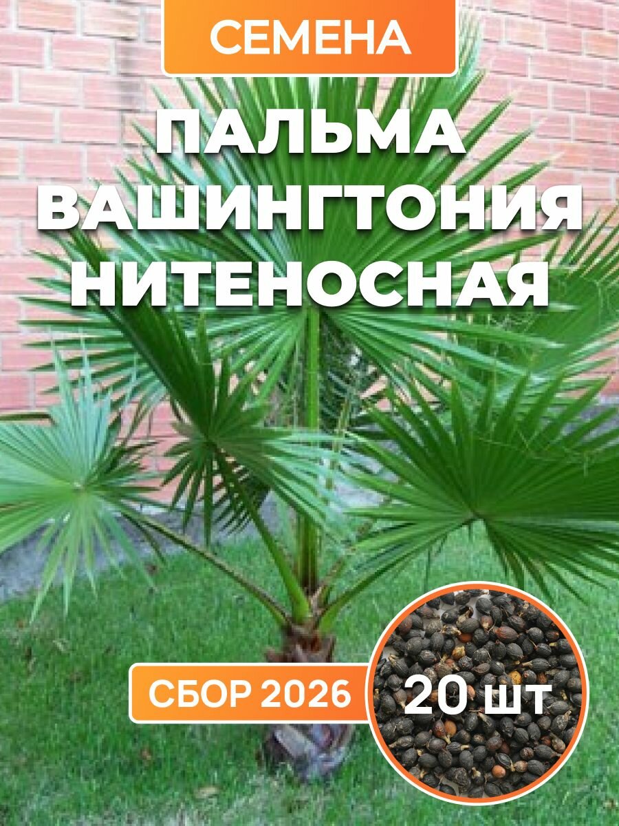 Семена Вашингтония Нитеносная (Washingtonia filifera) — Веерная пальма с нитями, комнатная, декоративная, 20 шт