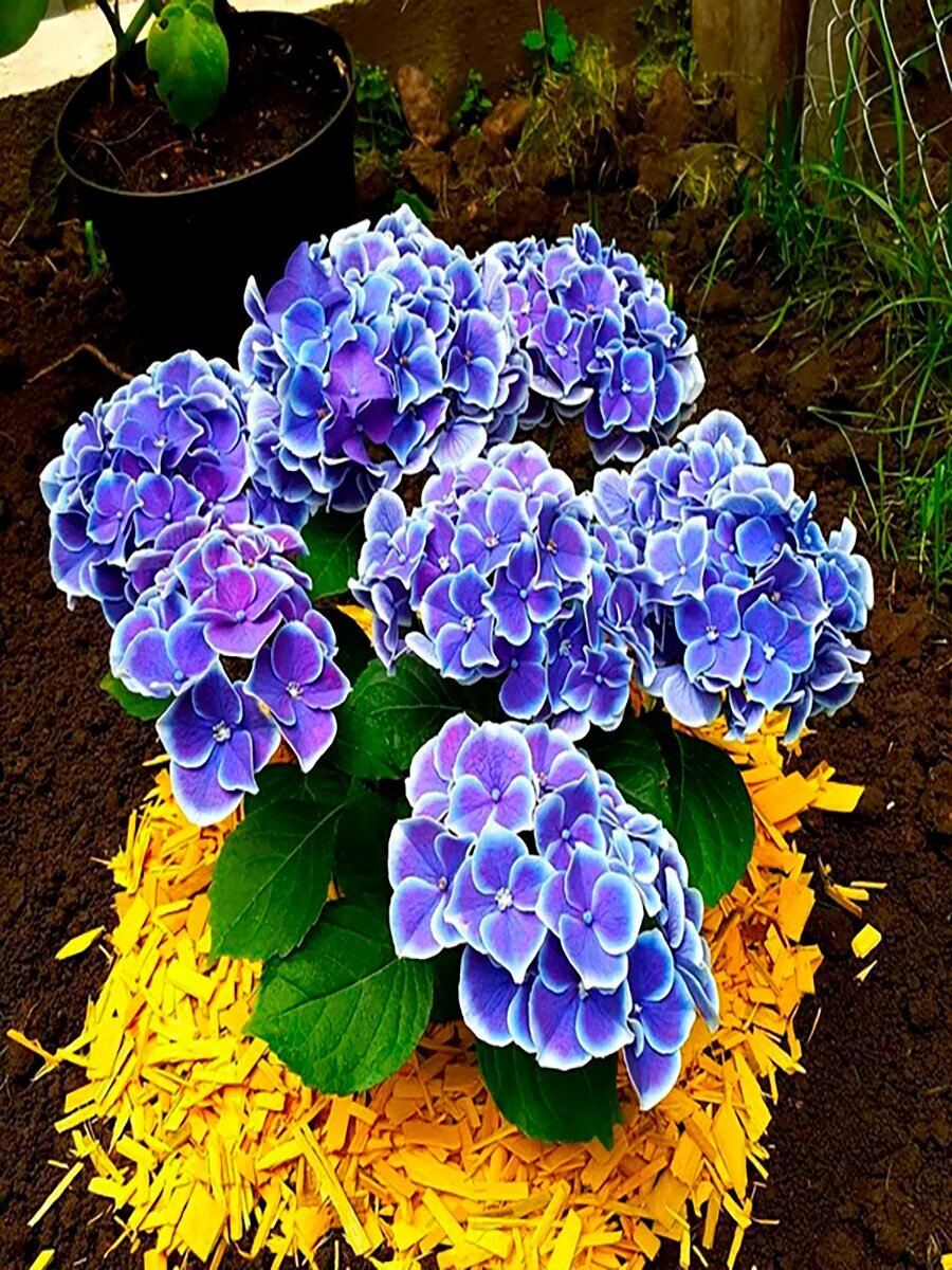Гортензия крупнолистная Tivoli Blue