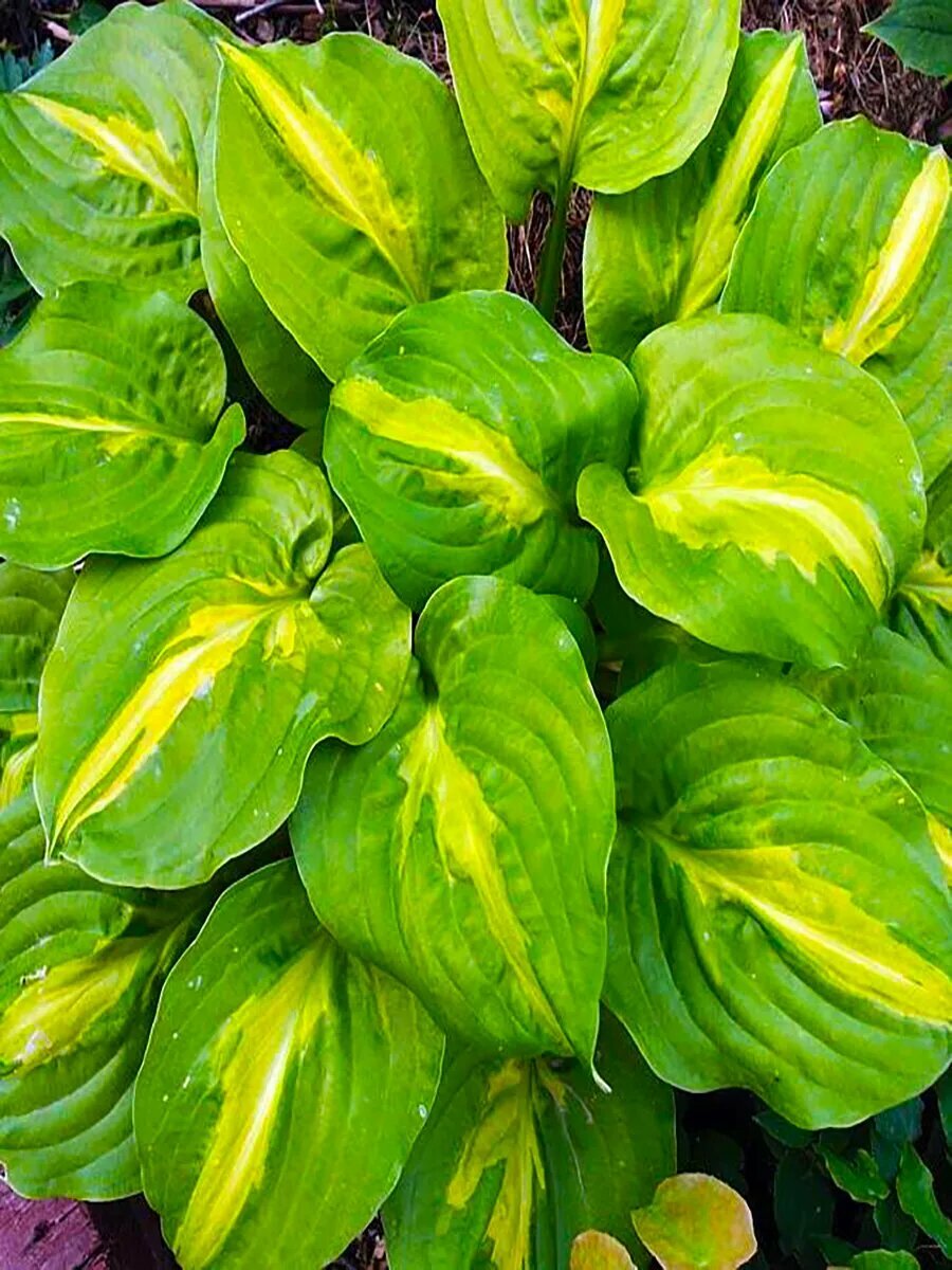 Хоста Садовые Растения "Mango Tango", многолетник, до 1 года, зеленолистный — фото 1