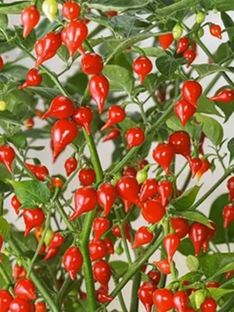 Семена Острый перец Biquinho Red (Красный биквинхо, бикиньо), 10 семян