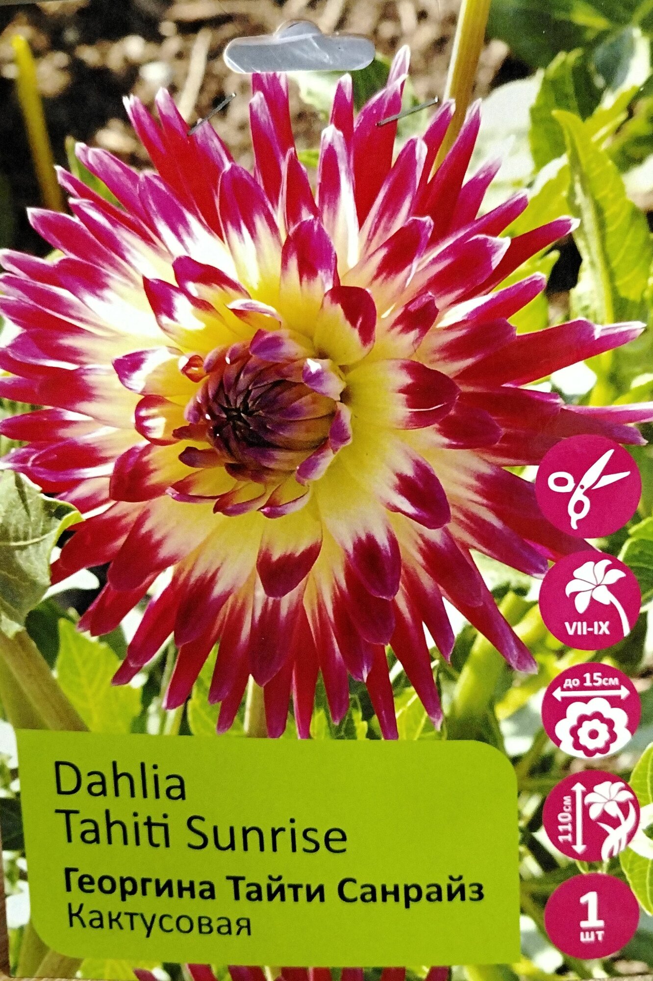 Георгина "Тайти Санрайз" Кактусовая