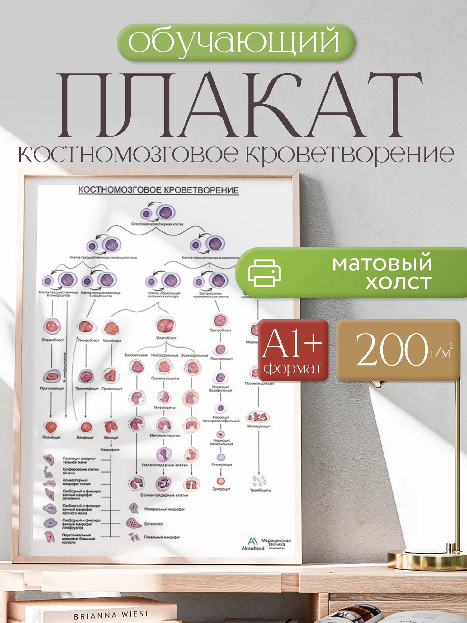Костномозговое кроветворение, плакат, матовый холст от 200 г/кв. м, размер A1+