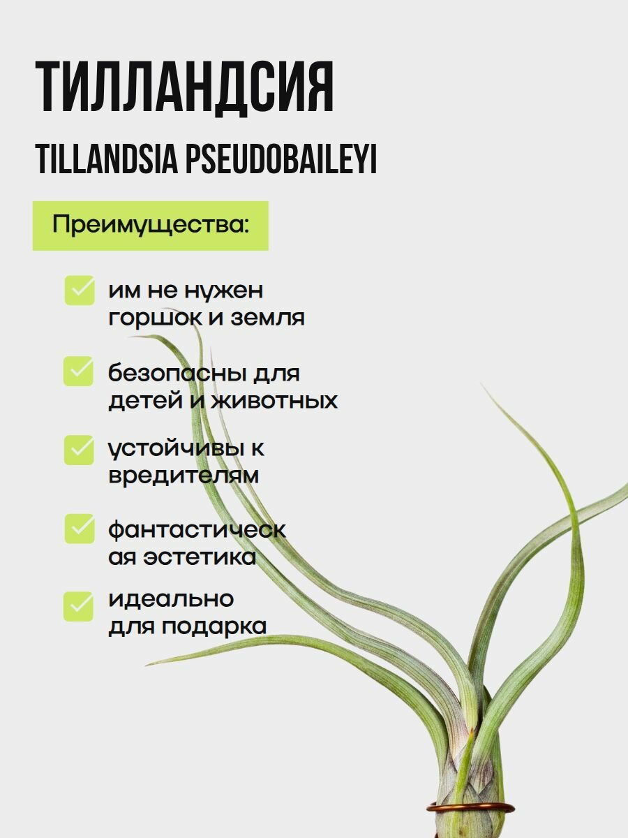 Тилландсия Псевдобалей (Tillandsia Pseudobaileyi), атмосферное растение — фото 1