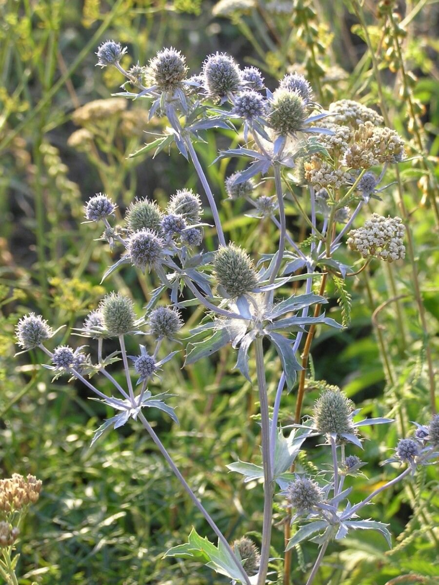 Семена Синеголовник плосколистный (Eryngium planum), 35 штук