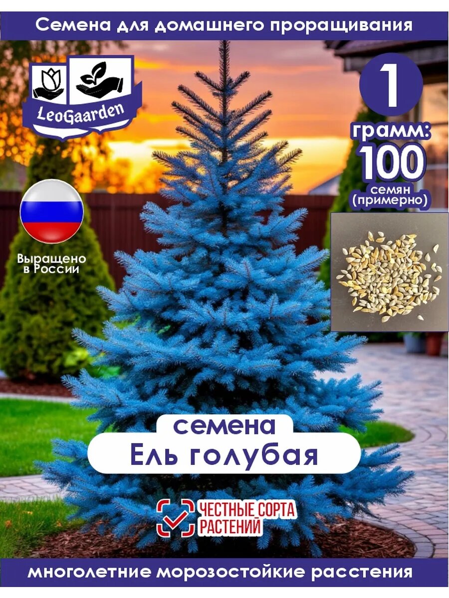 Семена, Ели Голубой , 1 грамм (100 семян)