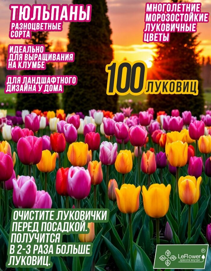 Тюльпан крупный, Микс сортов, 100шт