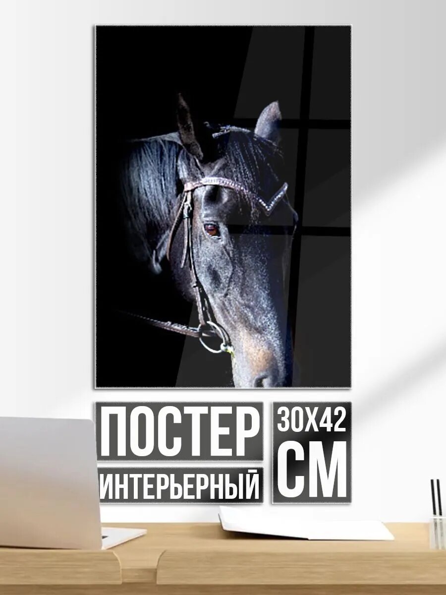Постер на стену Конь вороной на черном