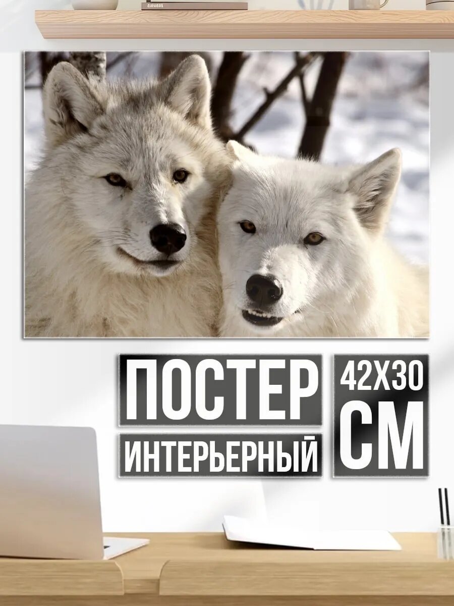 Плакат постер Белые волки