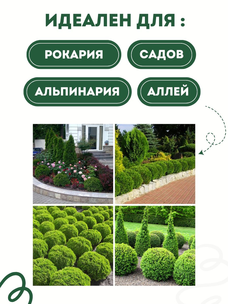 Туя Даника P9 1 шт. Саженец с ЗКС в горшке! Идеально для сада! — фото 1