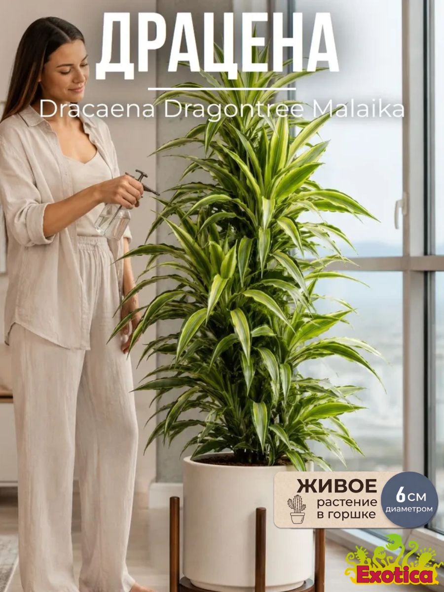 Драцена Фрагранс Малайка (Dracaena Dragontree Malaika) D6см, домашнее растение