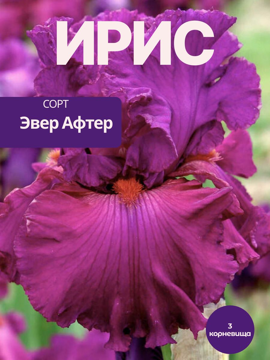 Ирис Эвер Афтер, корневище 3 шт