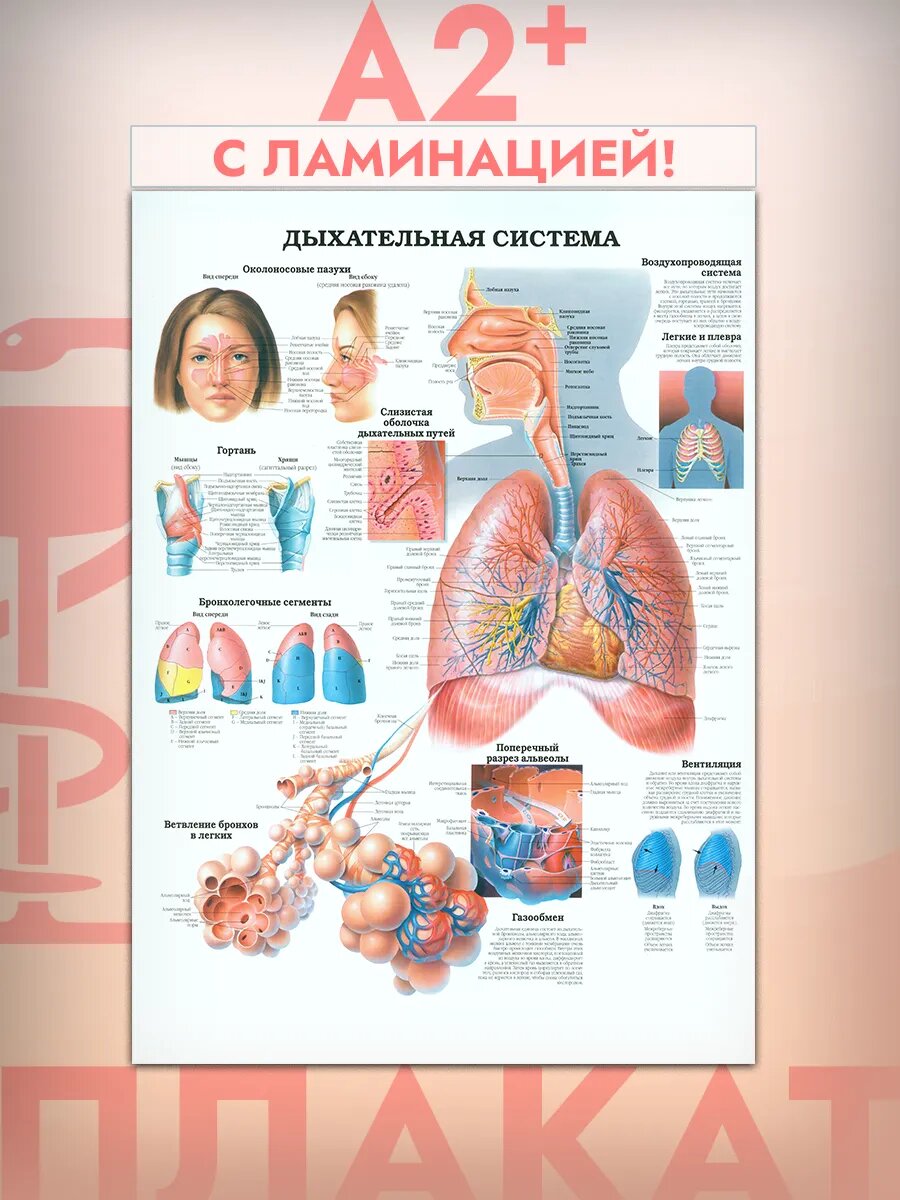 Постера А2 анатомия, дыхательная система