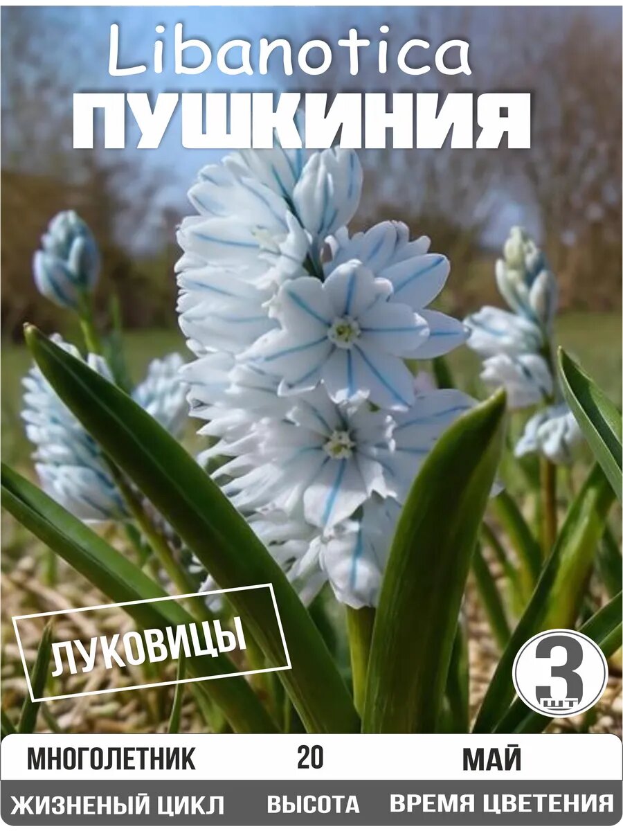 Пушкиния ливанская, луковицы 3 шт, высота 20 см, голубого цвета