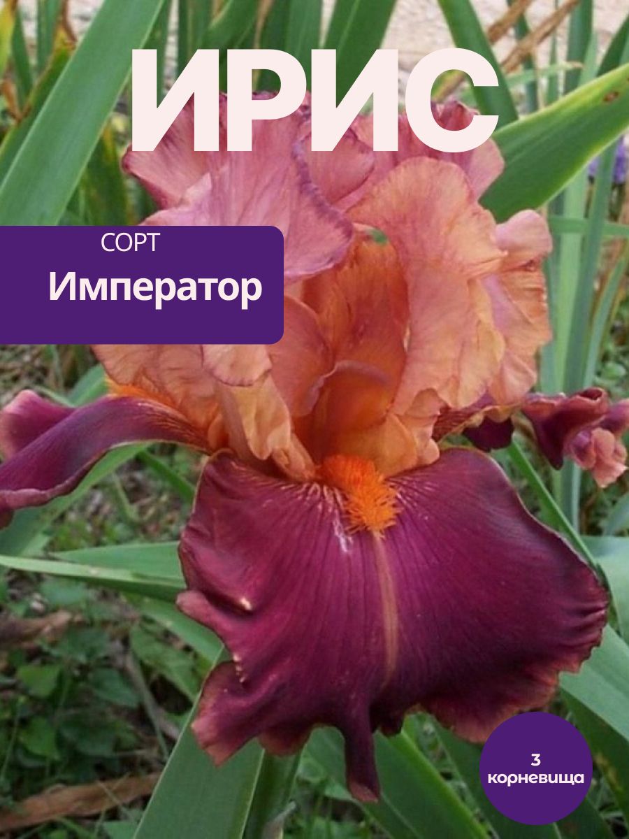 Ирис Император, корневище 3 шт
