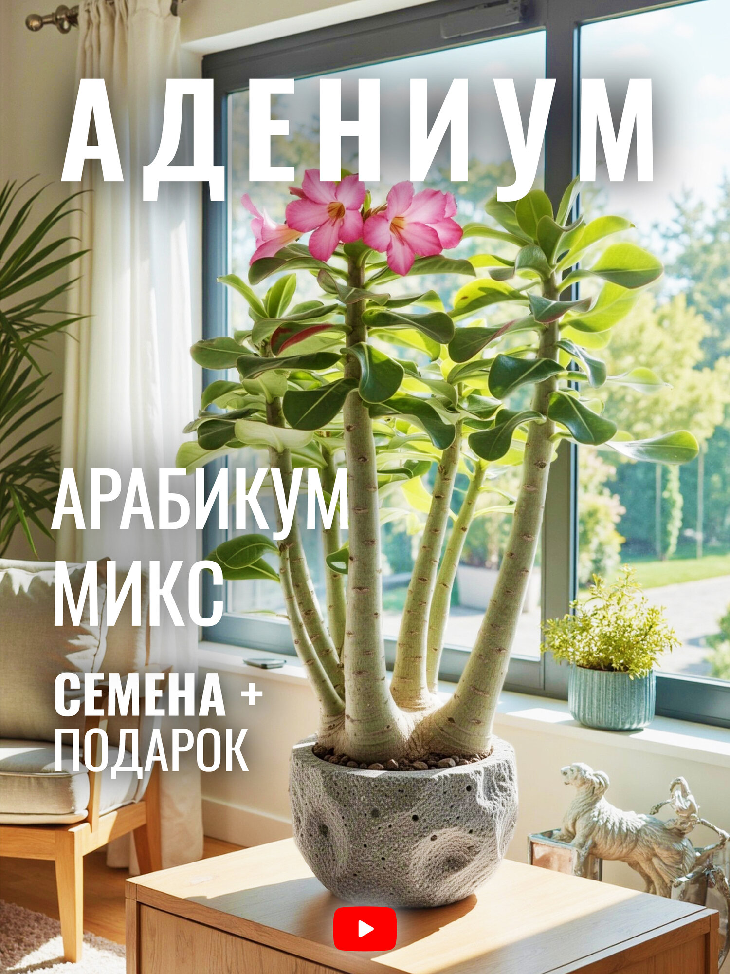 Адениум Арабикум Микс, Семена, 5 шт, семена комнатных растений