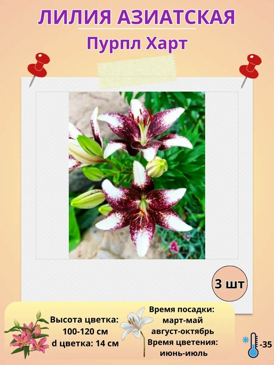 Лилия луковицы, многолетние цветы для посадки,3 штуки
