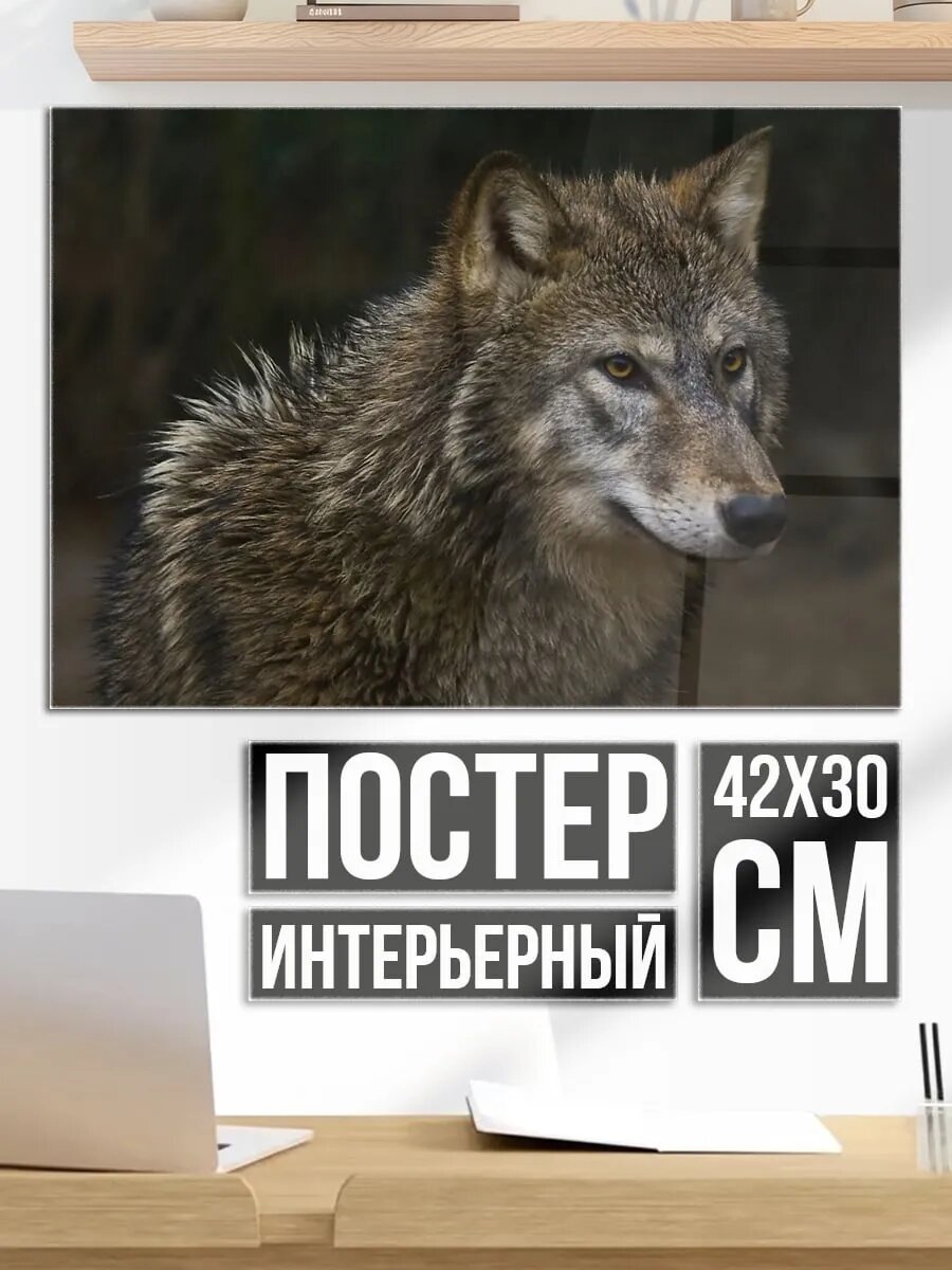 Плакат постер Волк в лесу