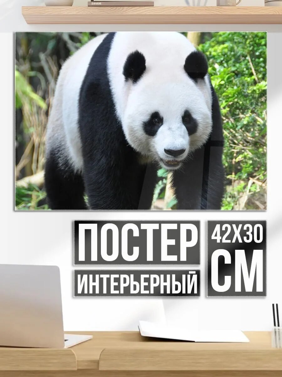 Плакат постер Идущая панда