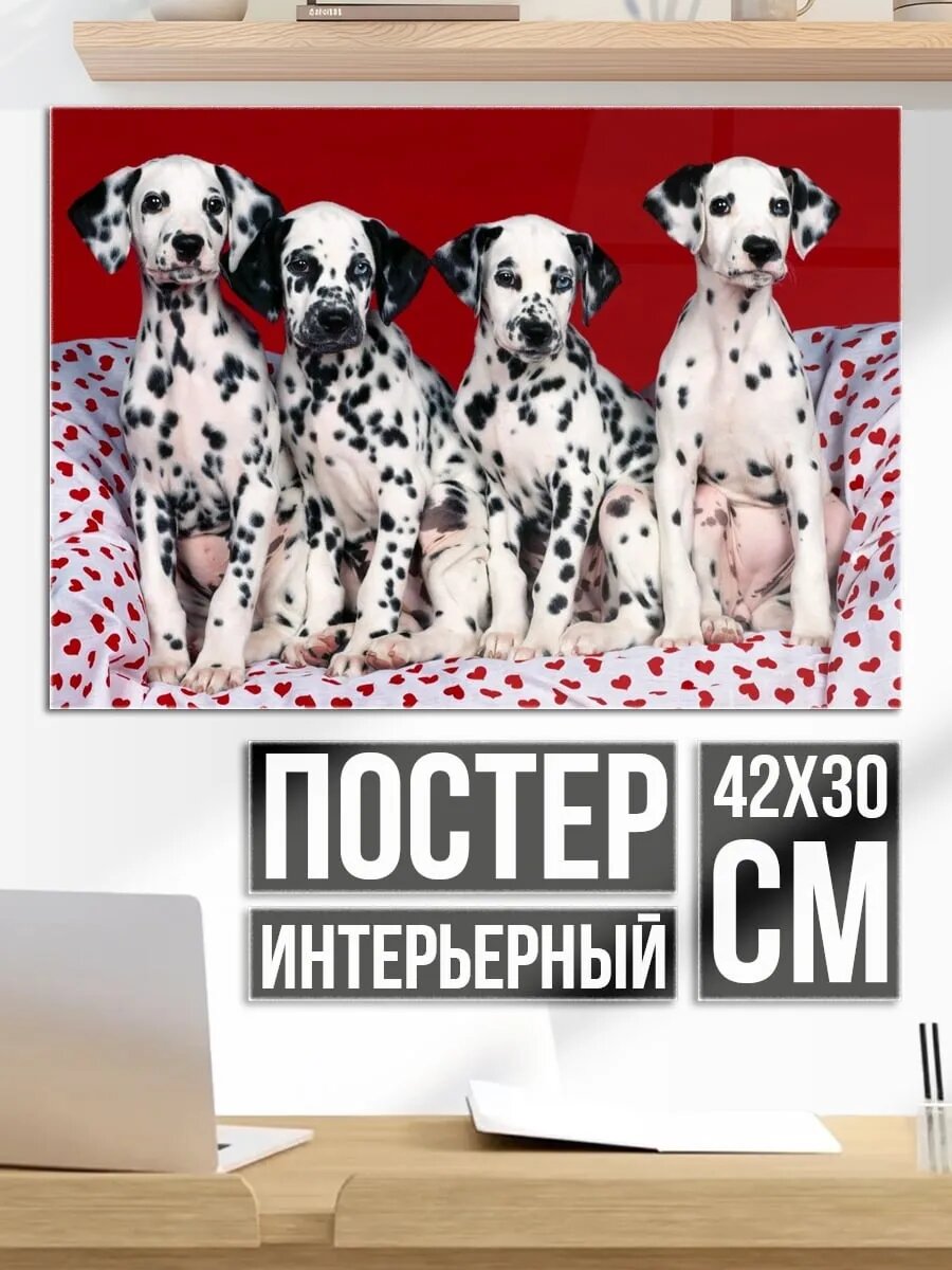 Плакат постер Четыре далматинца