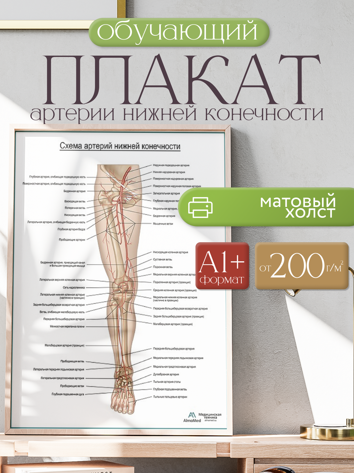Обучающий плакат "Артерии нижней конечности", размер А1+, матовый холст от 200г/м2