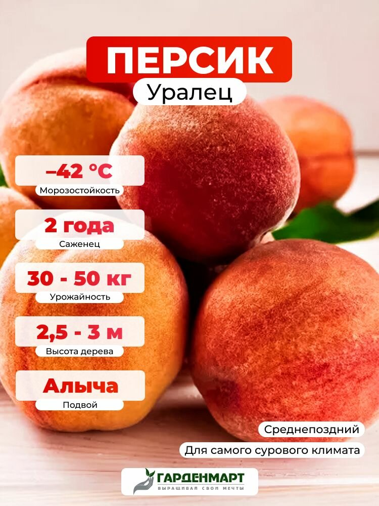 Саженец морозостойкий Персик для самого сурового климата Уралец