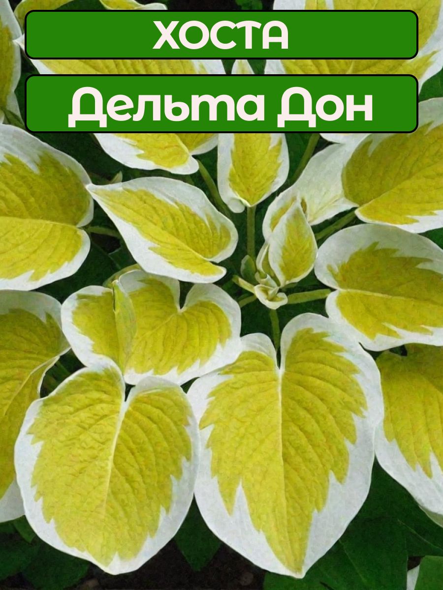 Хоста Дельта Дон 1 шт
