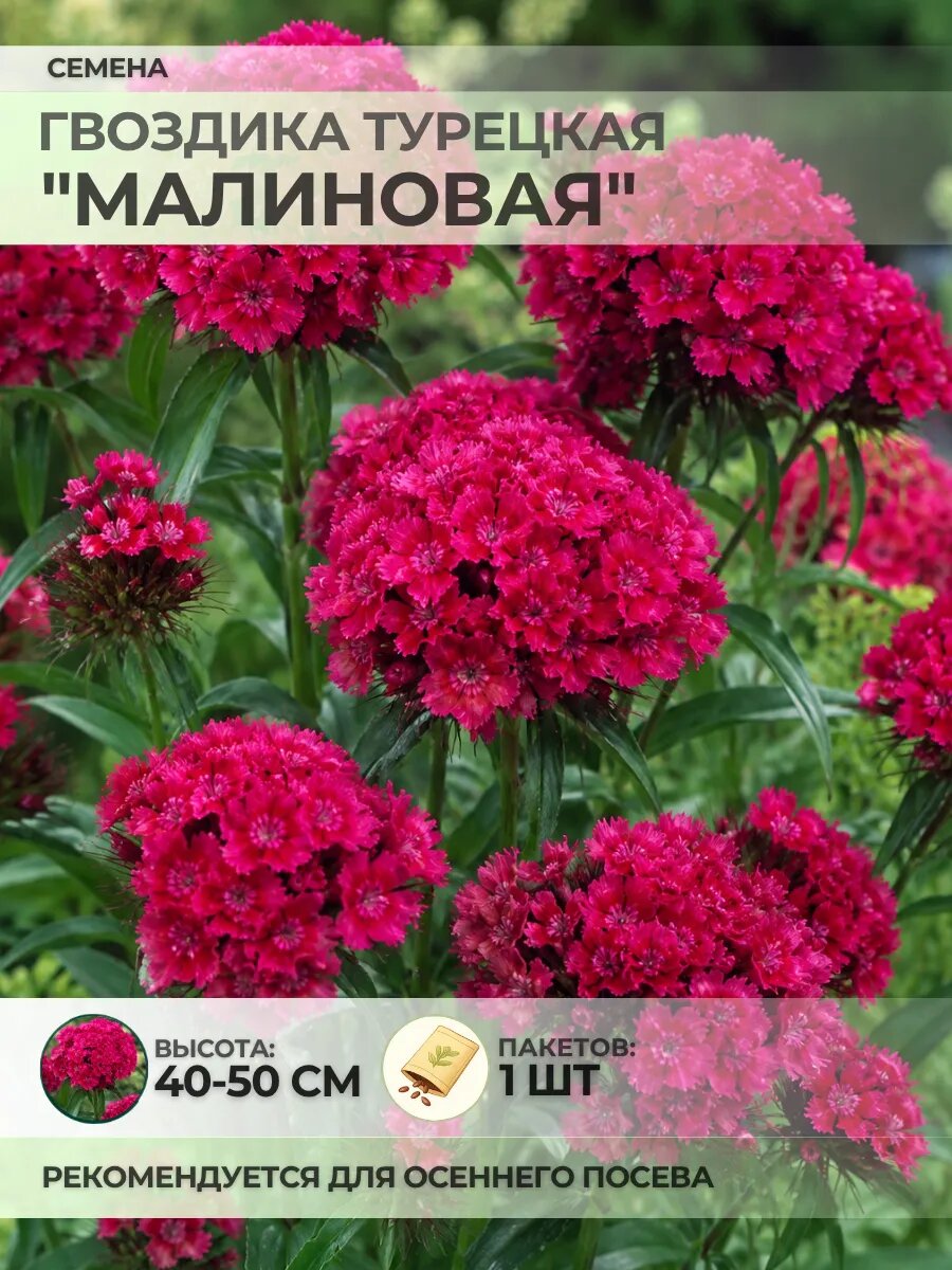 Гвоздика Турецкая "Малиновая", насыщенные малиновые ароматные соцветия, двулетнее растение, 1 упаковка, 0,1 г. семян.