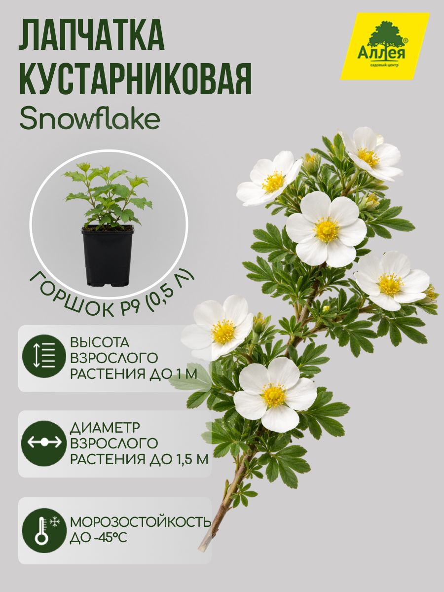 Лапчатка кустарниковая / Potentilla fruticosa Snowflake P9