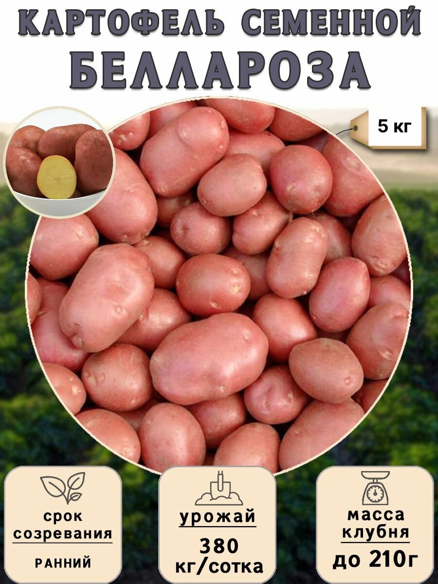 Клубни картофеля на посадку Беллароза (суперэлита) 5 кг Ранний