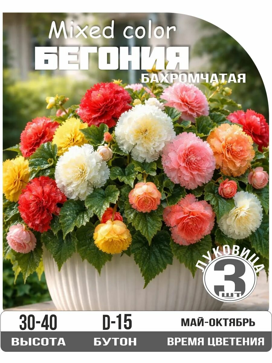 Бегония бахромчатая Микс цвета, луковица клубень 3шт.
