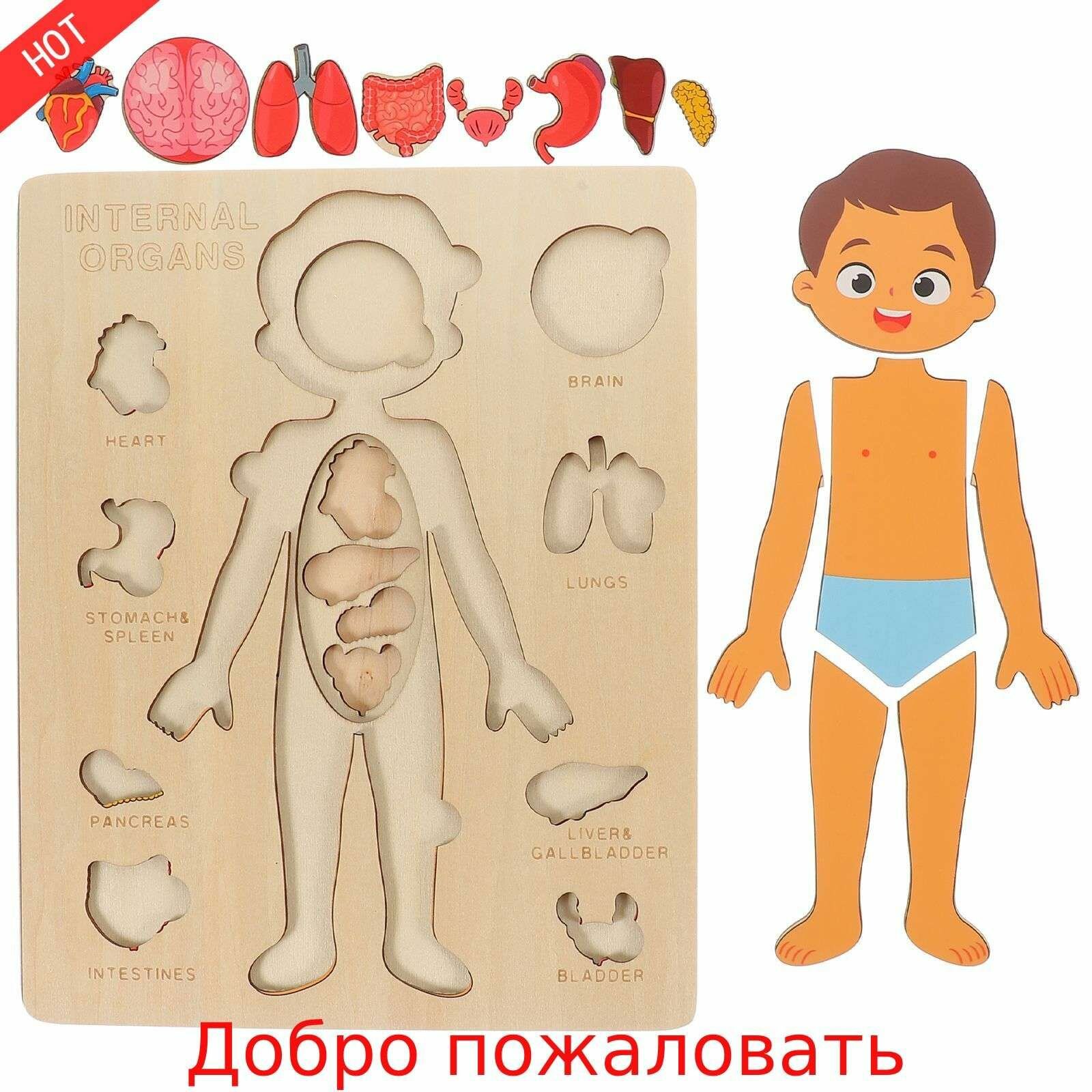 Обучающий Деревянный Пазл Человеческих Органов Для Детей, 1 Набор