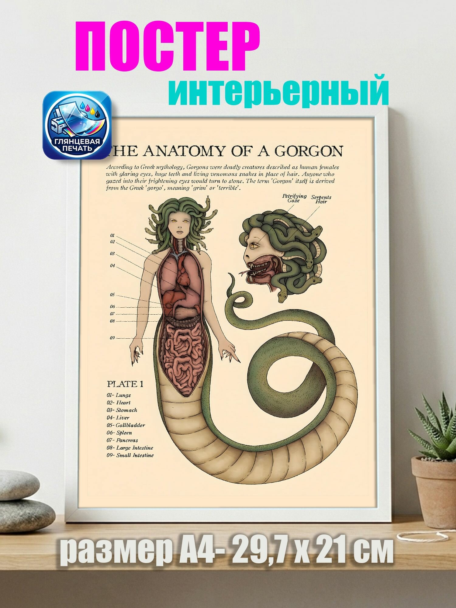 Постер Анатомия Медузы Горгоны, плакат на стену А4 (21х30)