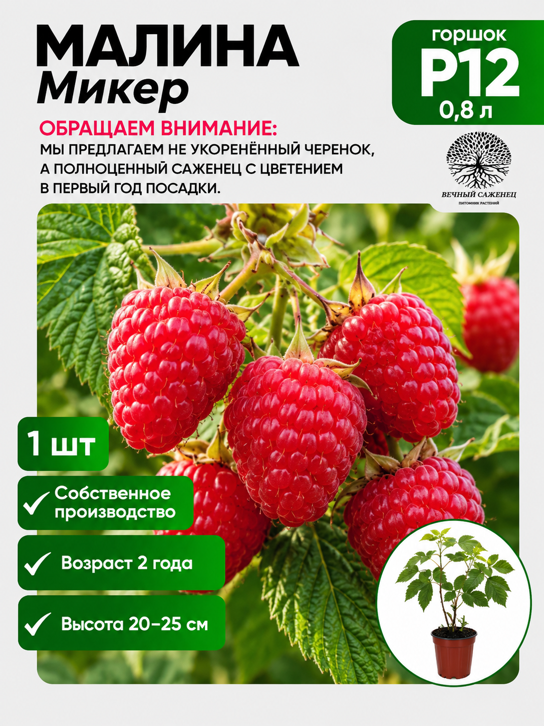 Малина Микер Р12, саженец для сада и дачи, декоративное растение для посадки