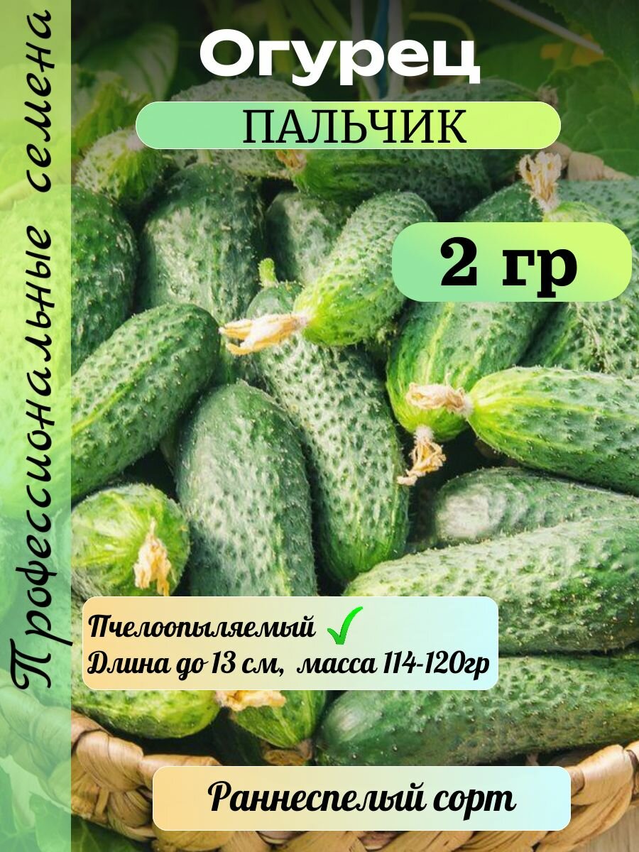Семена Огурец Пальчик раннеспелый пчелоопыляемый 2гр