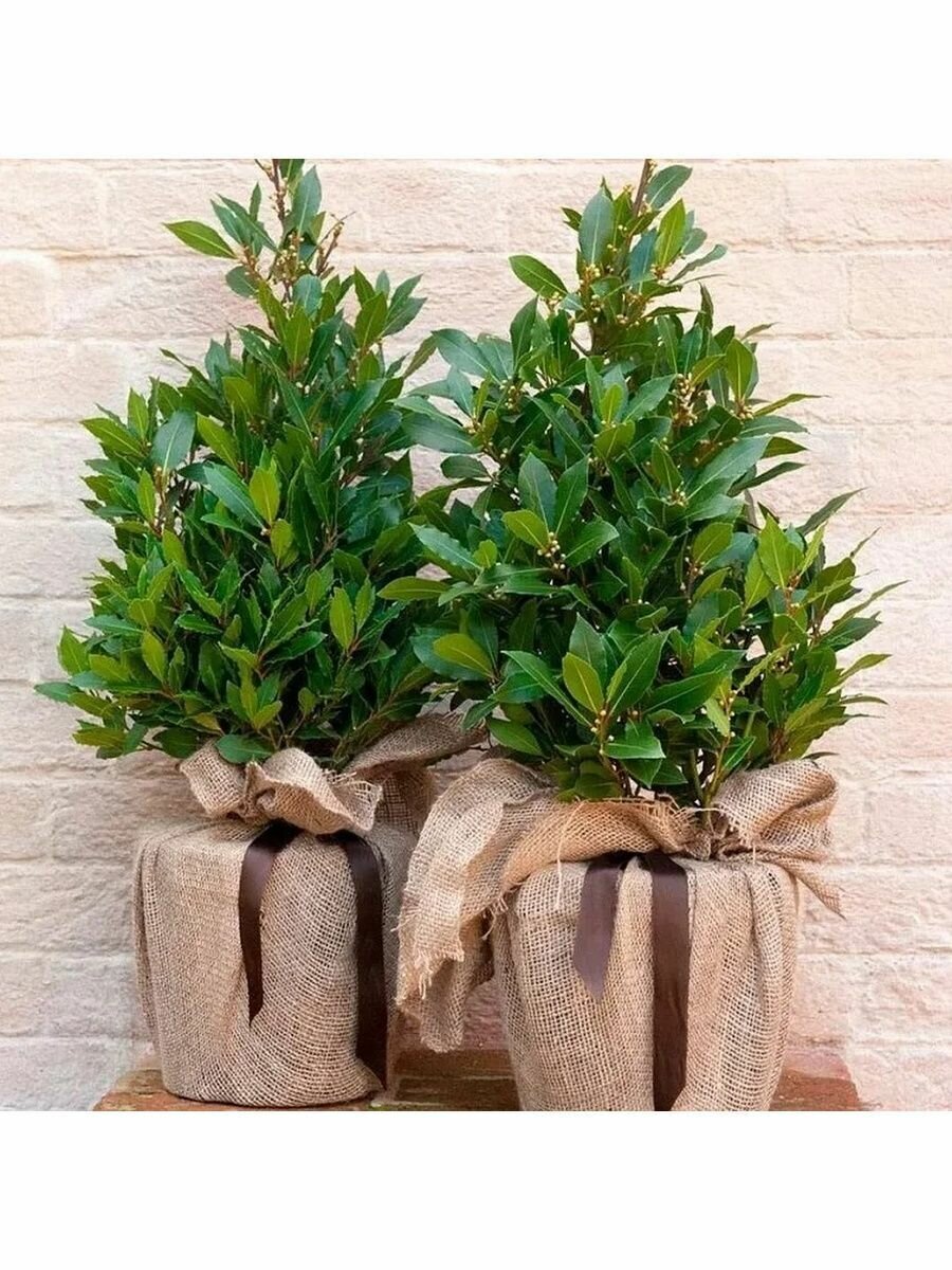 Семена Лавр Благородный (Laurus nobilis) 5 шт.
