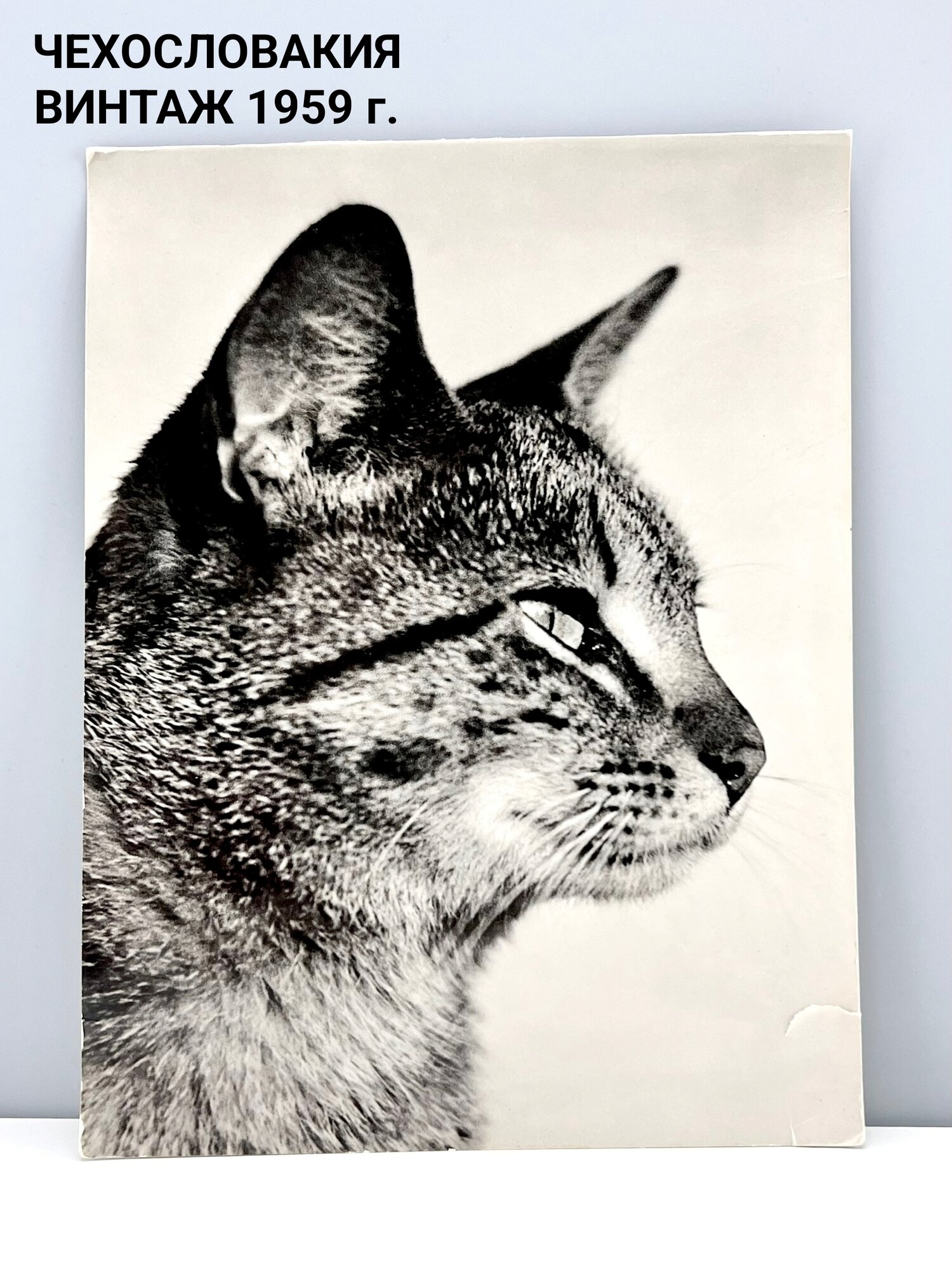 Винтажная фотография "Кошка № 11". Авт. Эрих Тылинек. Изд. Artia. Чехословакия, 1959 г.