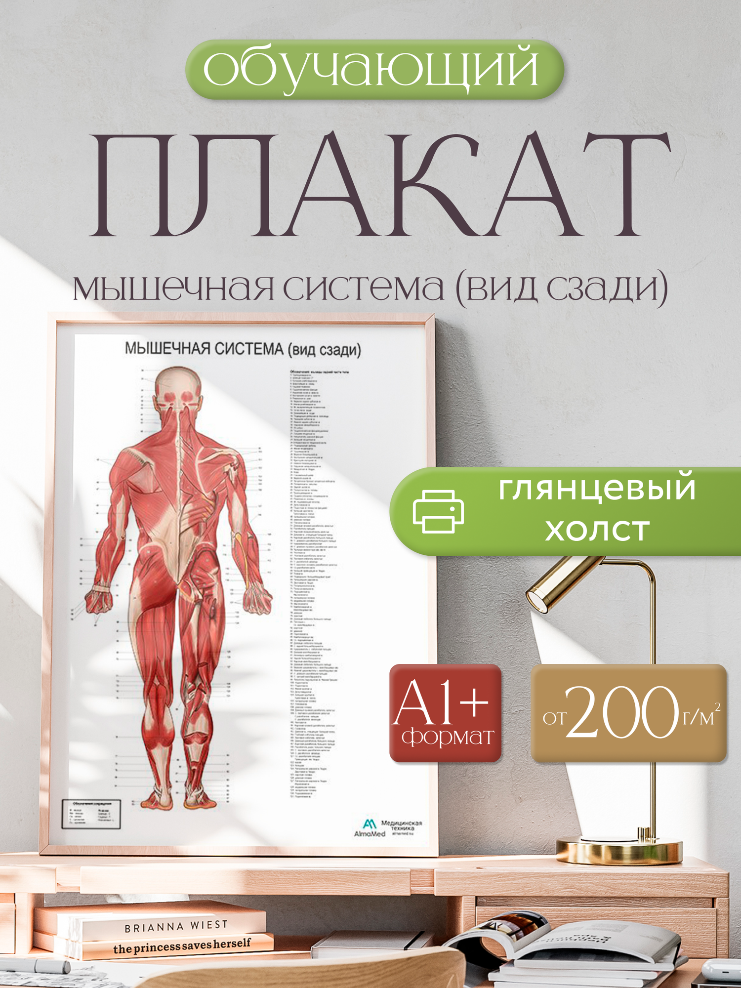 Мышечная система человека, вид сзади (анатомия человека) Плакат глянцевый холст от 200 г/кв. м, размер A1+