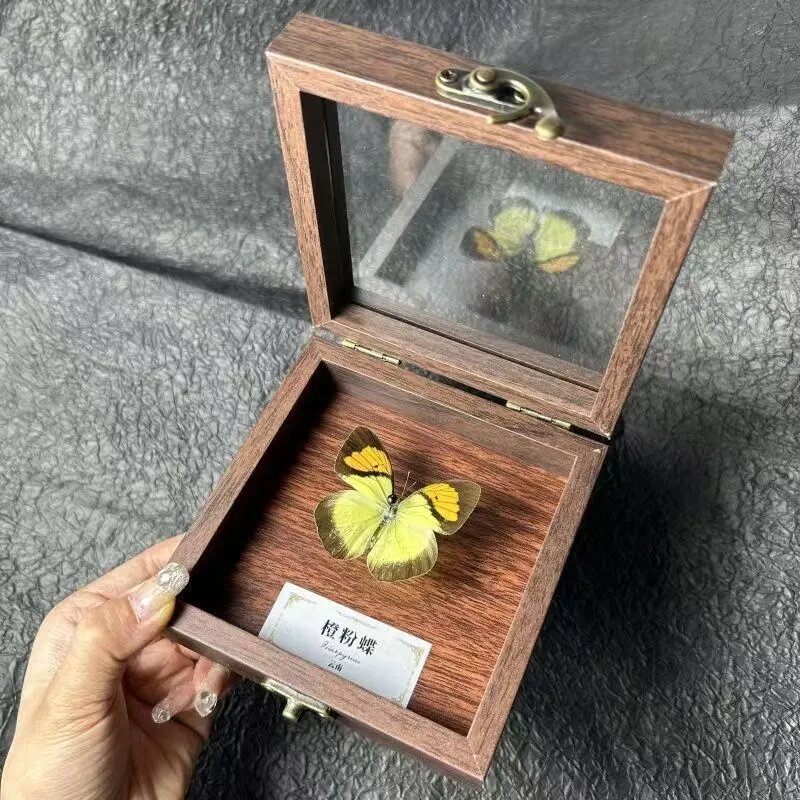 Чучело декоративное Настоящая бабочка в рамке