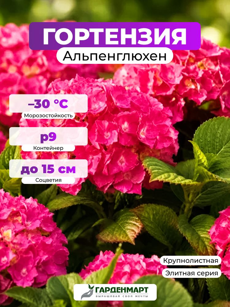 Саженец Гортензия крупнолистная Альпенглюхен
