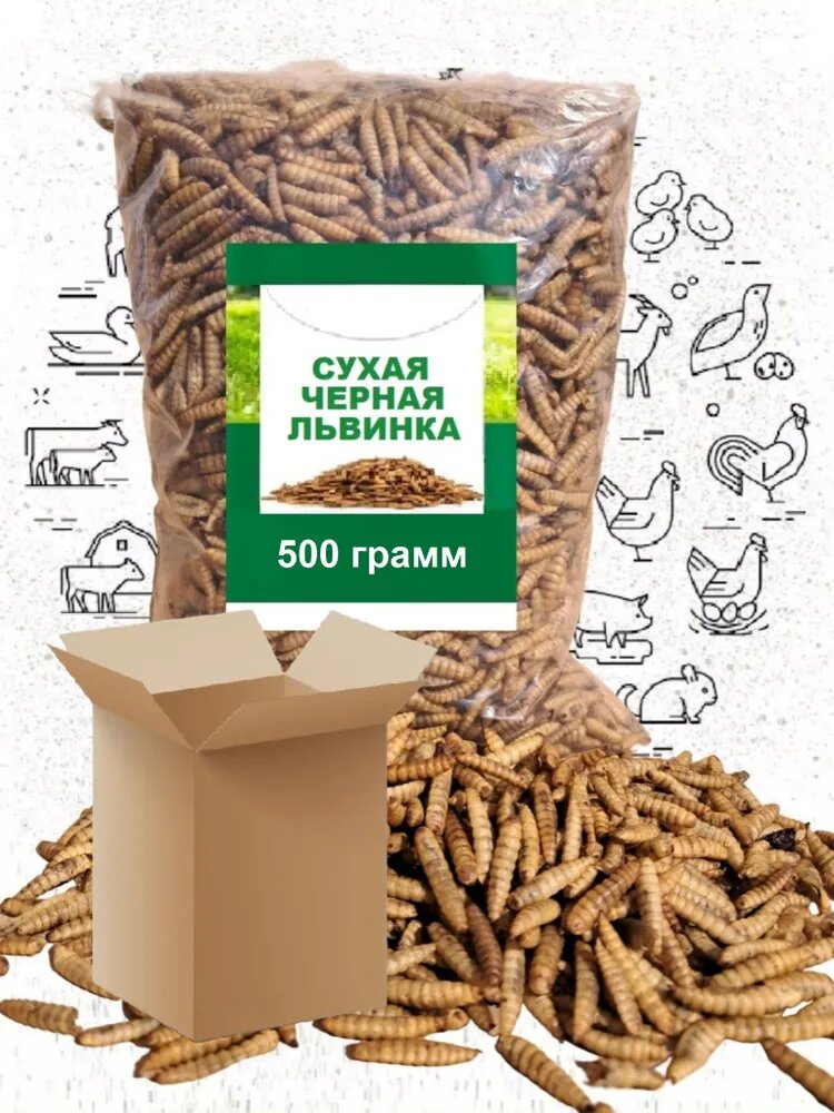 Черная львинка сухая