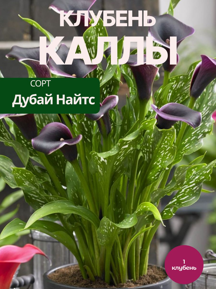 Калла Дубай Найтс, 1шт
