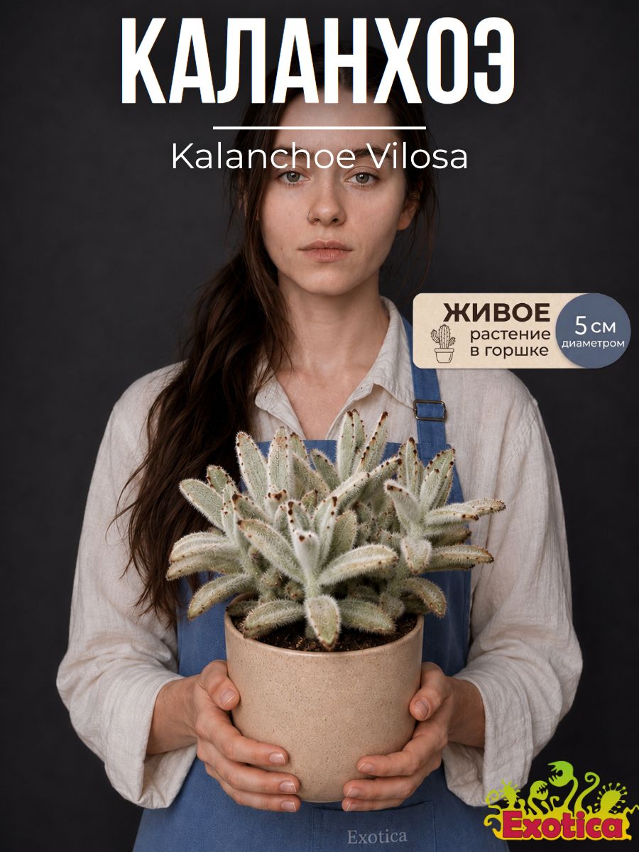 Каланхоэ Вилоза (Kalanchoe Vilosa) D5см, домашний цветок