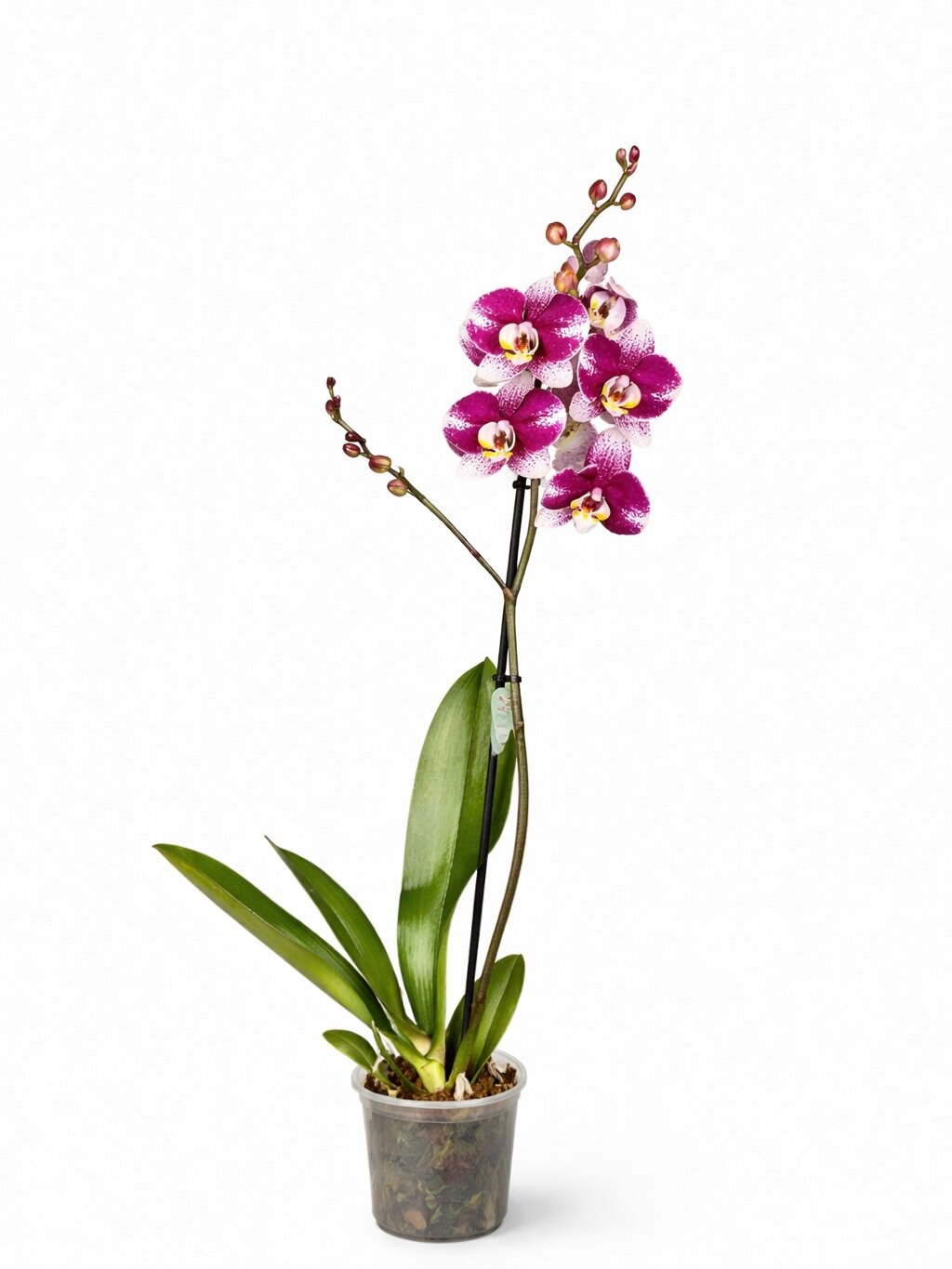 Орхидея Фаленопсис Макси, 1 цветонос (Phalaenopsis) — яркая игра цвета в каждом лепестке