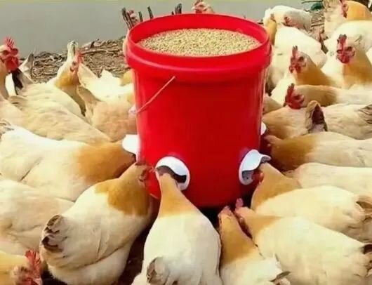 Автоматическая кормушка для кур/уток Ударопрочный ABS пластик + антигрызная защита Герметичный контейнер для зерна -30 C +50 C,6 шт.
