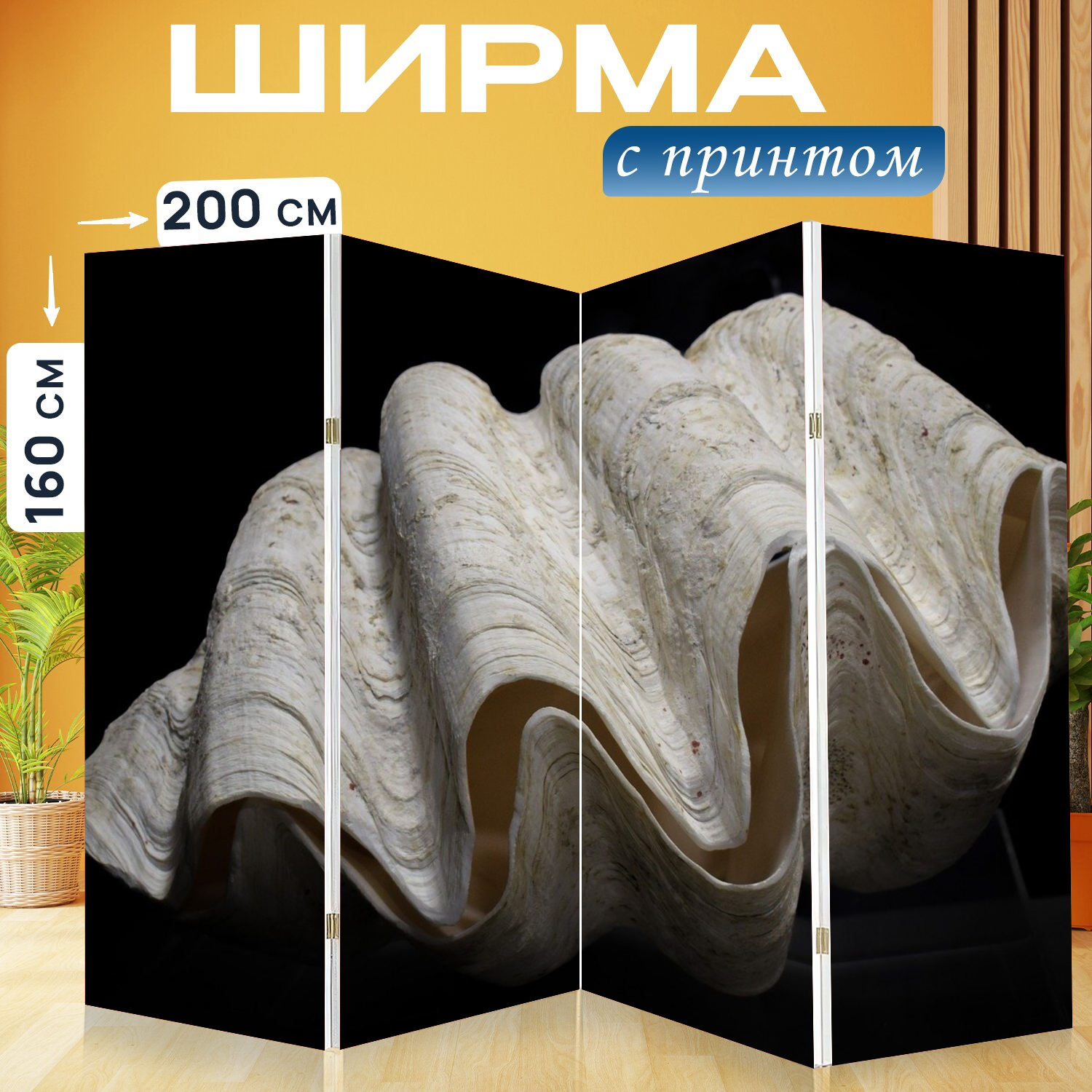 Ширма "Тридакна гигас, оболочка, гигантский моллюск" перегородка для зонирования комнаты с принтом 200x160 см. на холсте