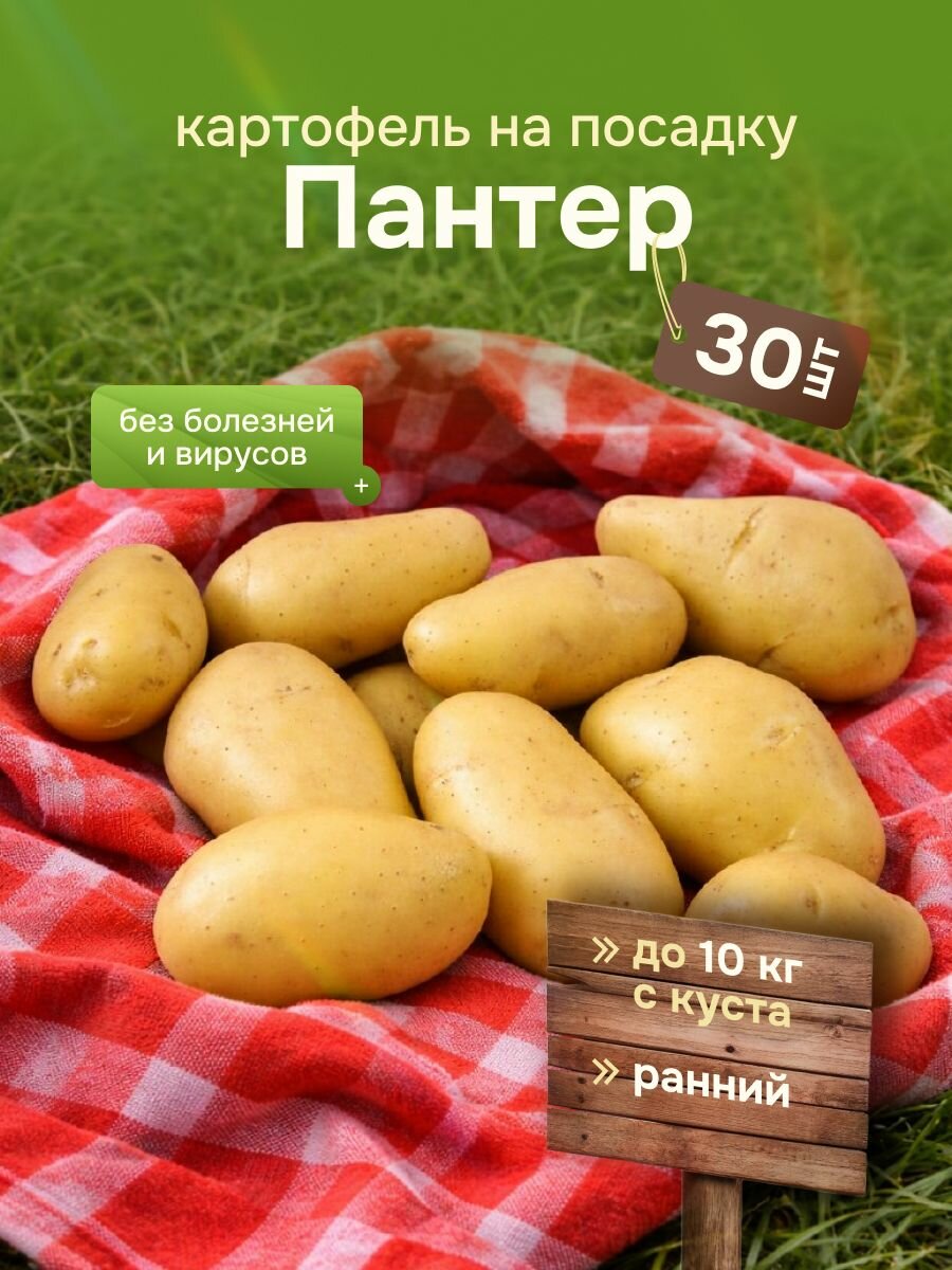 Семенной картофель на посадку Пантер 30 шт (ранний)